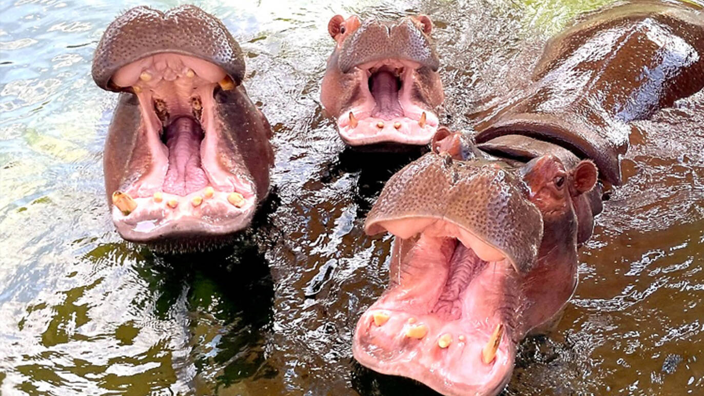 31 Best Zoos in the USA for Connecting with Wildlife