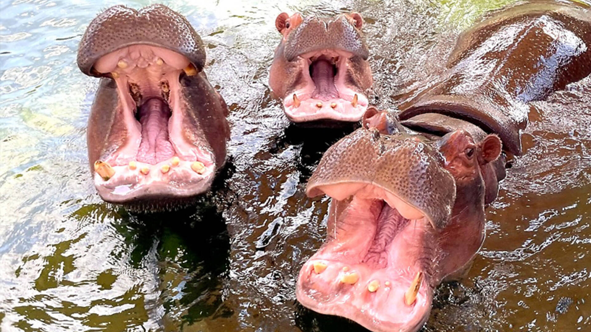 31 Best Zoos in the USA for Connecting with Wildlife