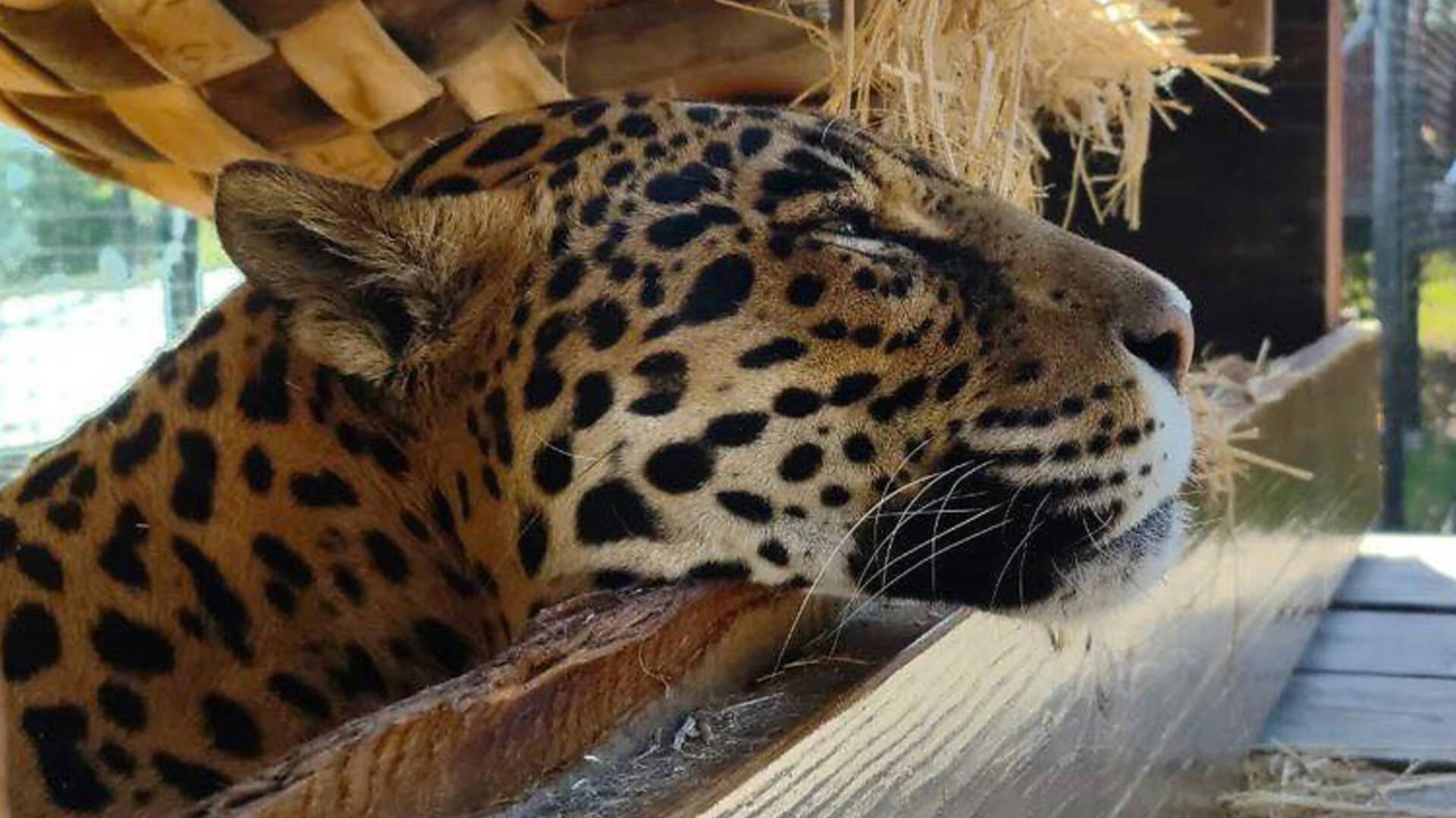 31 Best Zoos in the USA for Connecting with Wildlife