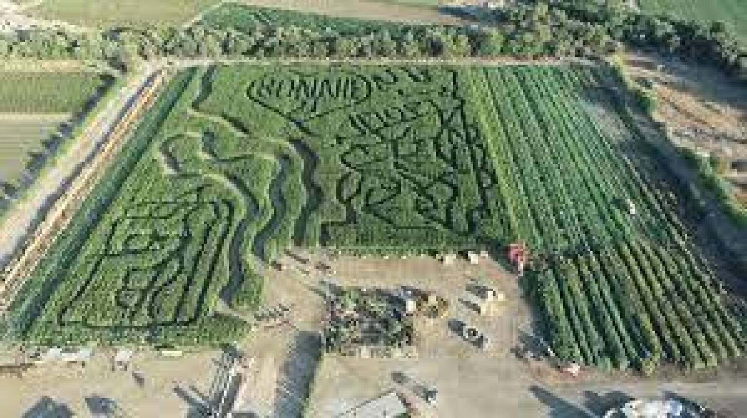 Best Corn Mazes in the Bay Area: 8 Fun and Spooky Mazes