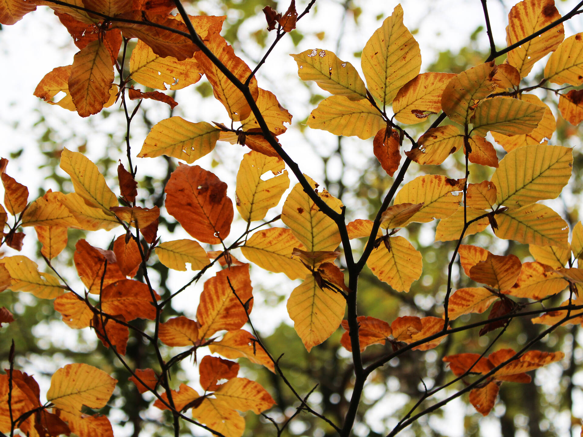 25 Best Places to See Fall Colors in Chicago