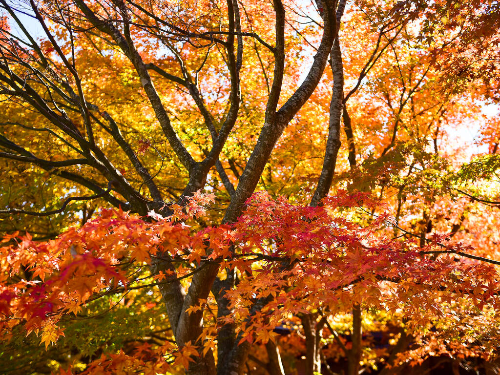 25 Best Places to See Fall Colors in Chicago
