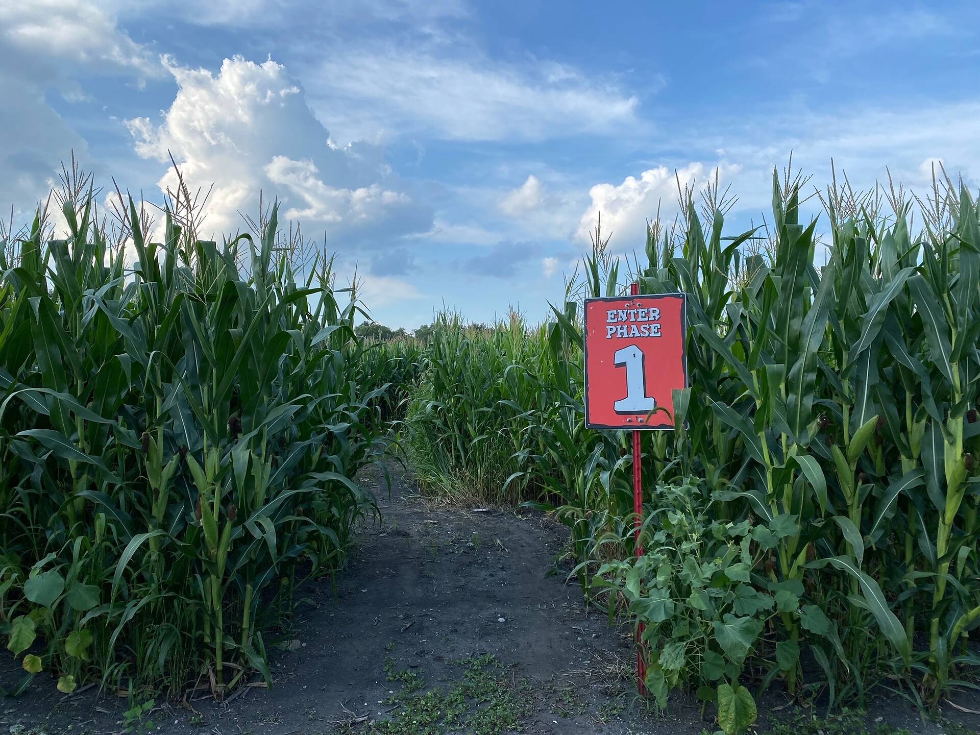 19 Best Corn Mazes Near Chicago for the Whole Family