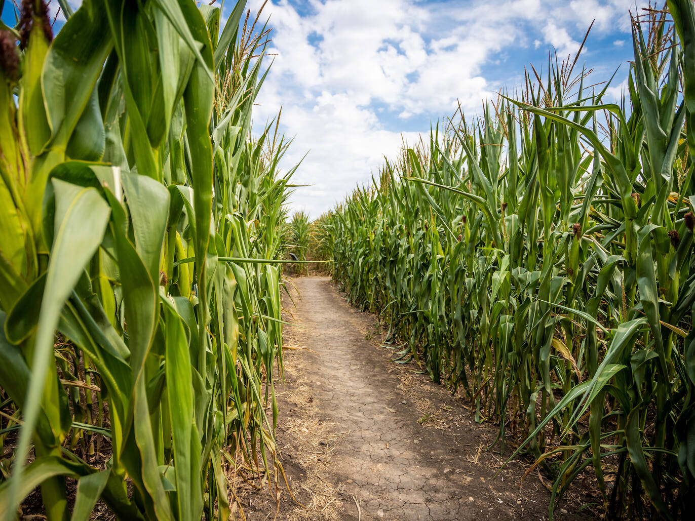 18 Best Corn Mazes Near Chicago That The Whole Family Will Enjoy