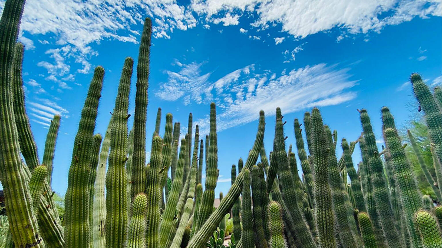20 Best Things To Do in Phoenix: Cool, Unique Activities Picked By Locals