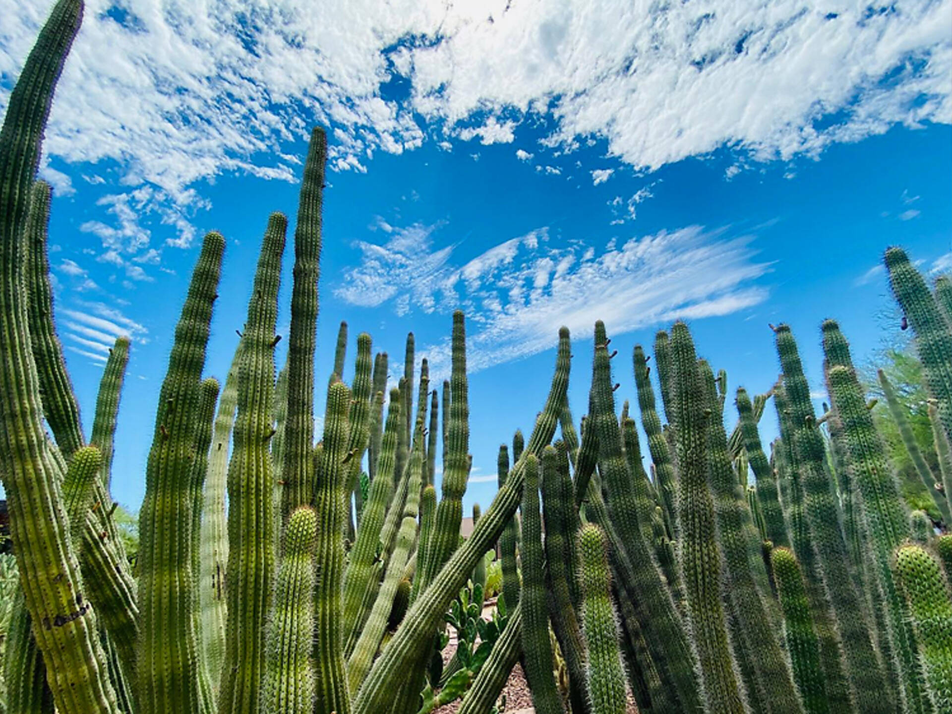 20 Best Things To Do in Phoenix: Cool, Unique Activities Picked By Locals