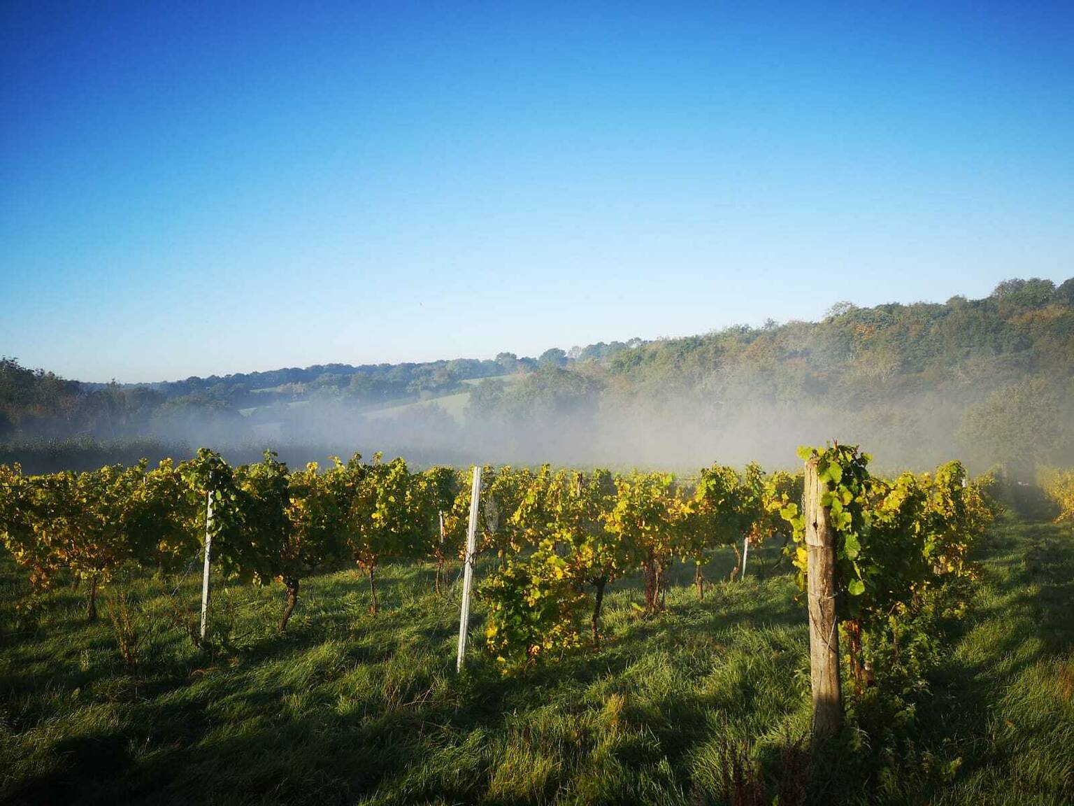 12 Best Vineyards in England & Wales to Explore