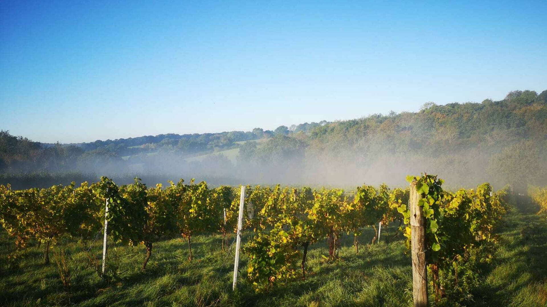 12 Best Vineyards in England & Wales to Explore