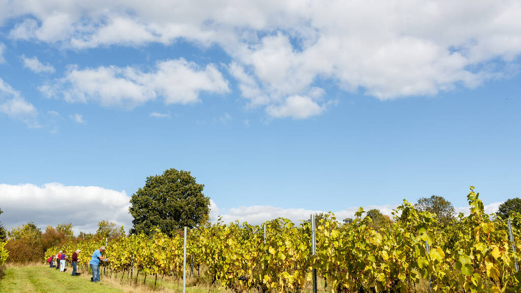 12 Best Vineyards in England & Wales to Explore