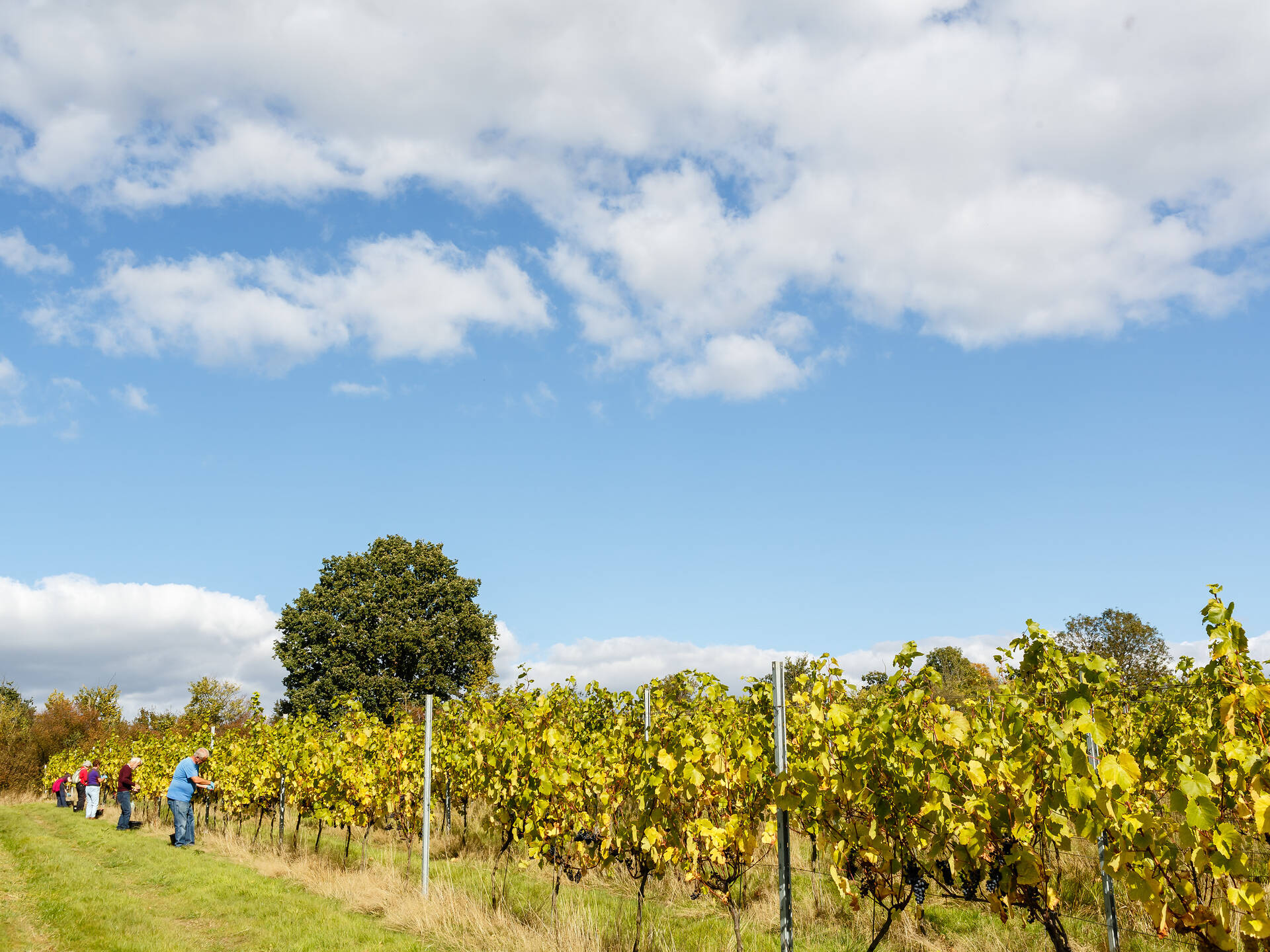 12 Best Vineyards in England & Wales to Explore