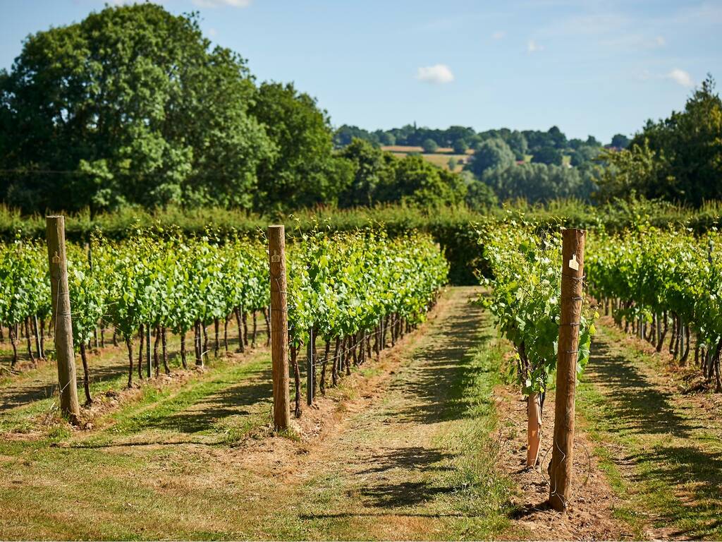 12 Best Vineyards in England & Wales to Explore