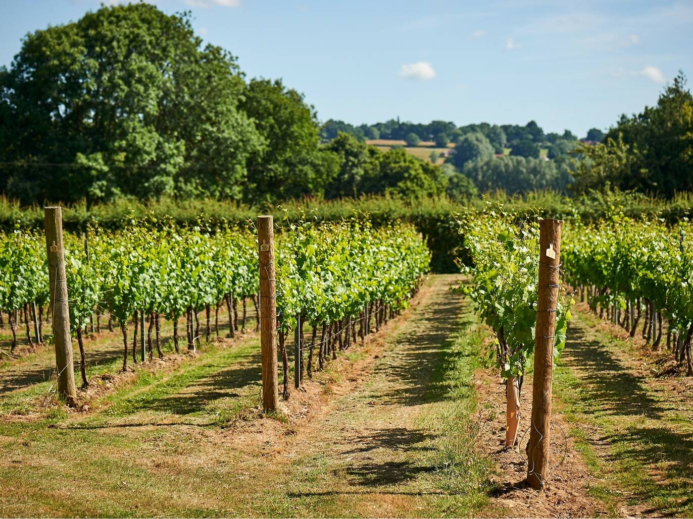 12 Best Vineyards in England & Wales to Explore