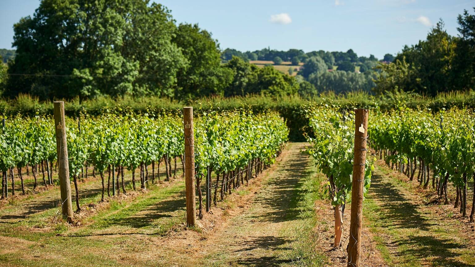 12 Best Vineyards in England & Wales to Explore