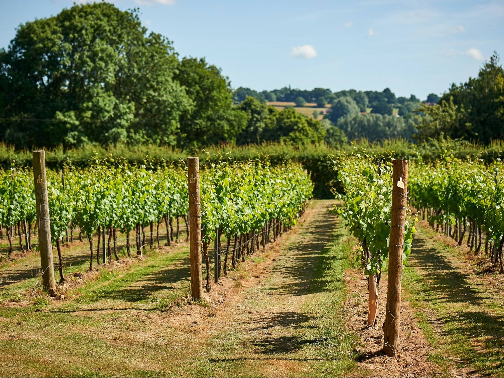12 Best Vineyards in England & Wales to Explore