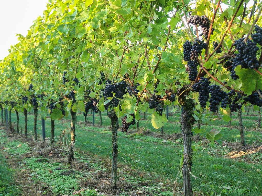 12 Best Vineyards in England & Wales to Explore