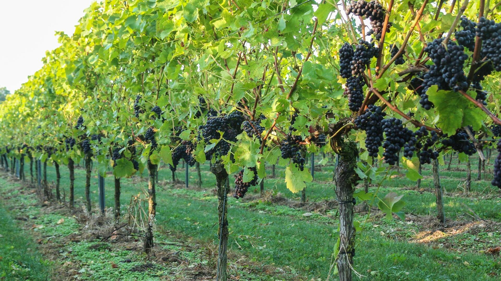 12 Best Vineyards in England & Wales to Explore