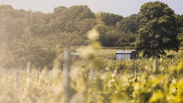12 Best Vineyards in England & Wales to Explore