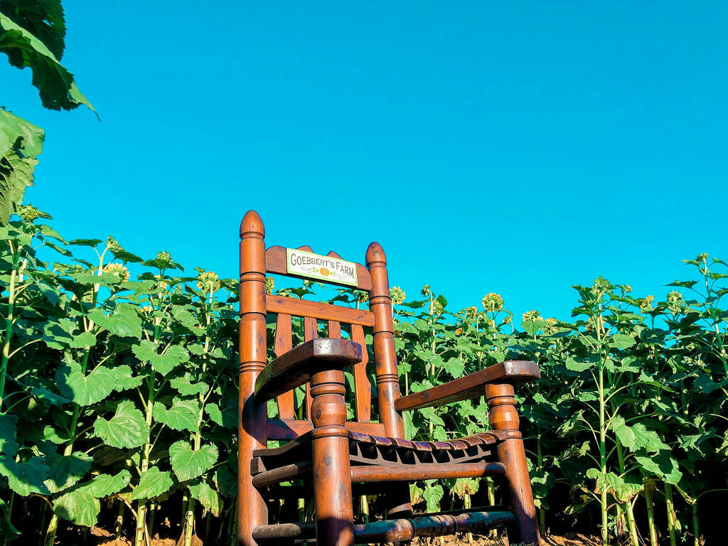 28 Best Pumpkin Patches to Visit Near Chicago This Fall 2024