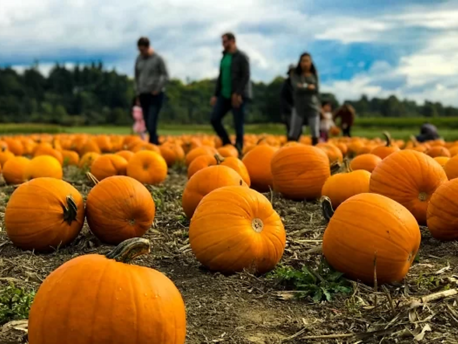 28 Best Pumpkin Patches to Visit Near Chicago This Fall 2024