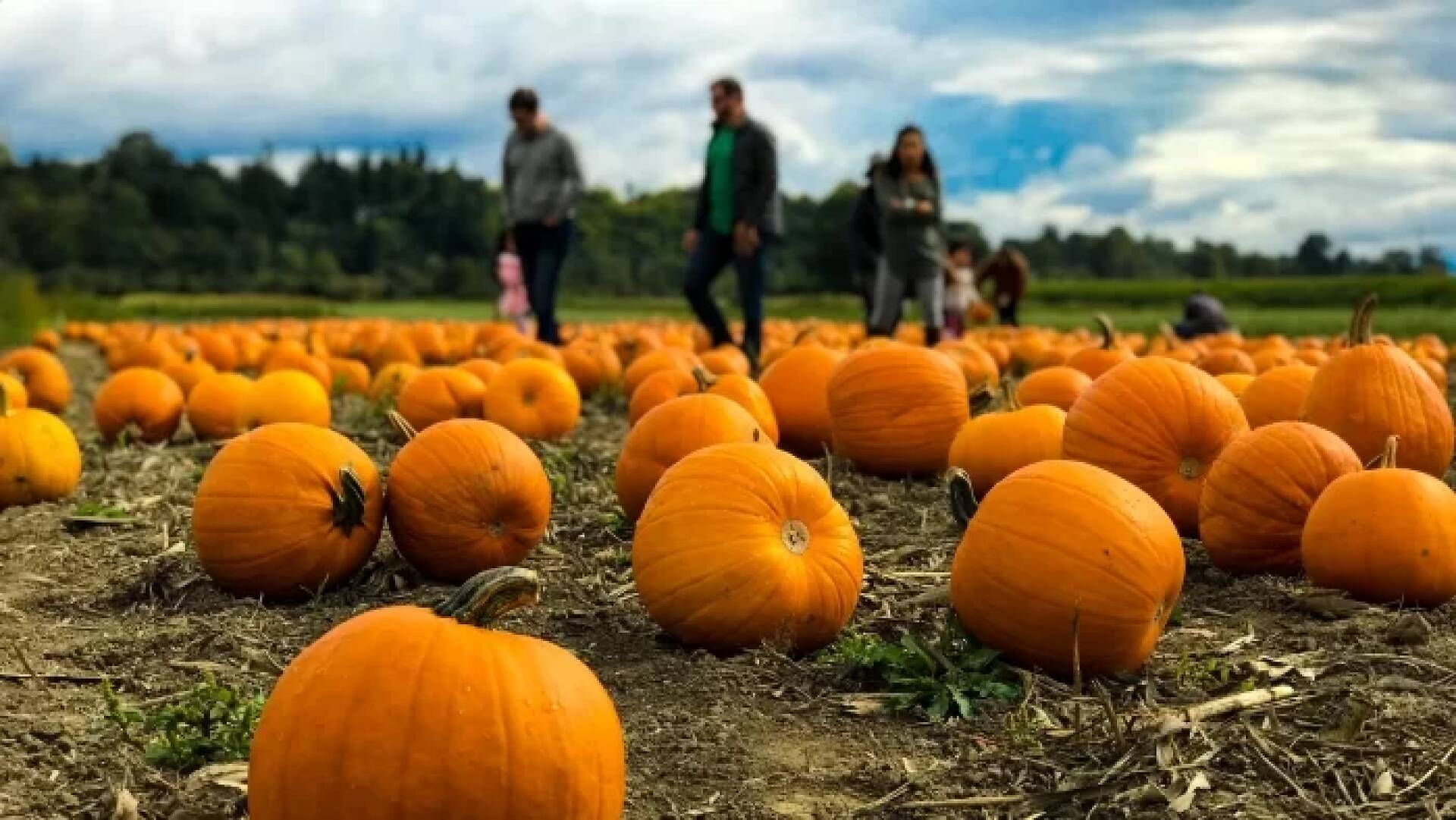 28 Best Pumpkin Patches to Visit Near Chicago This Fall 2024