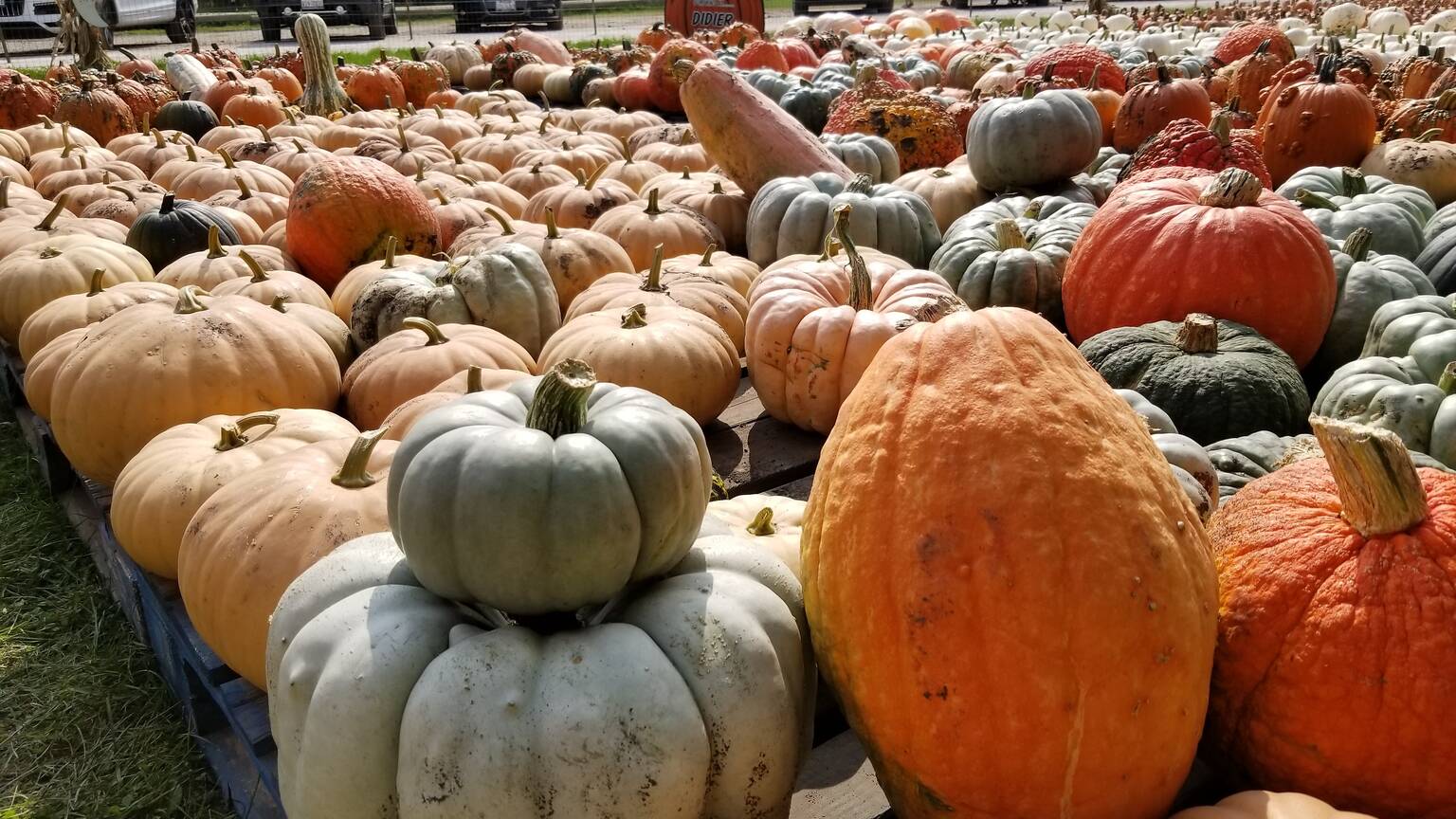 28 Best Pumpkin Patches to Visit Near Chicago This Fall 2024