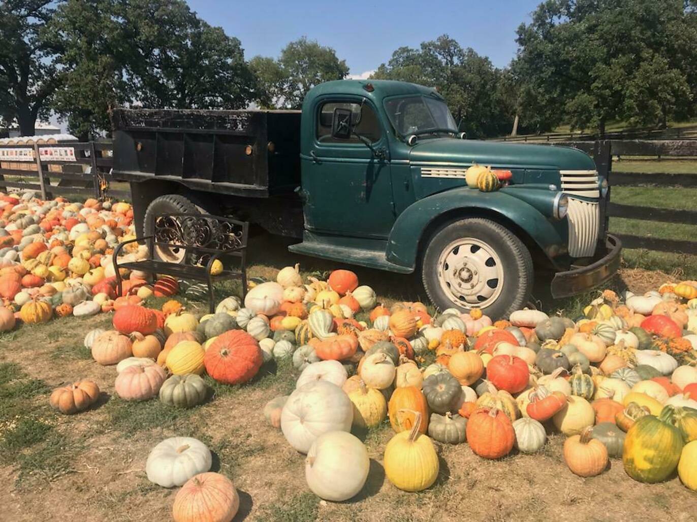 26 Pumpkin Patches Near Chicago to Visit in 2023