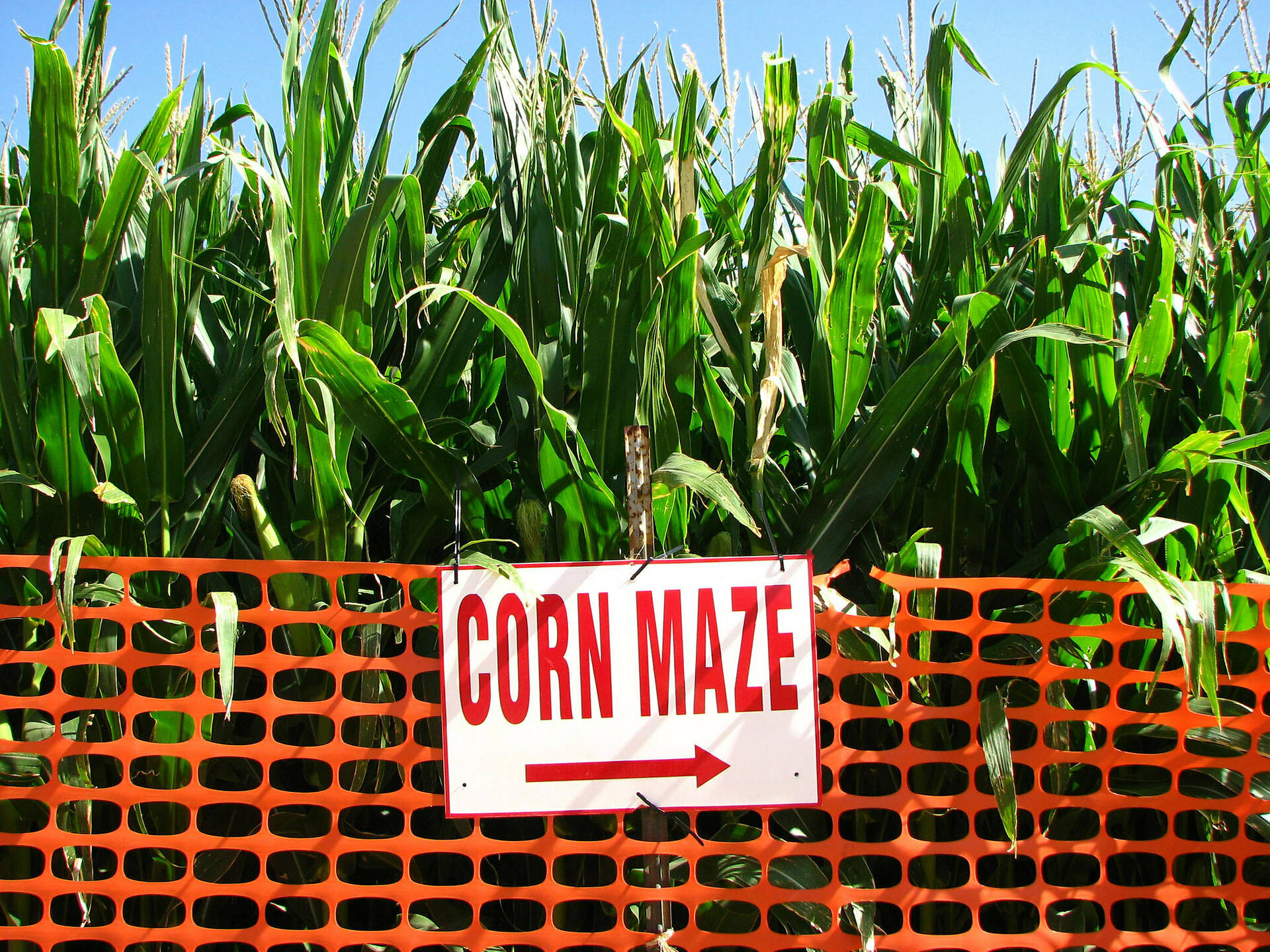 Get Lost in These Corn Mazes in Los Angeles This Fall