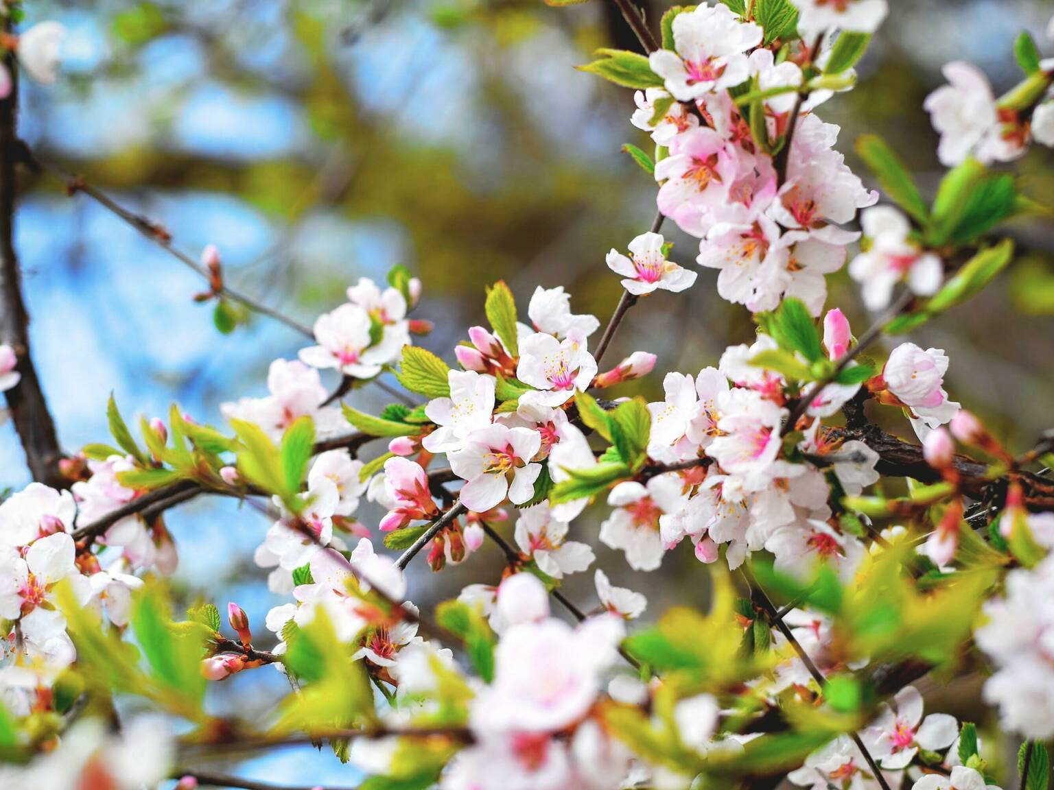 6 places near Melbourne to see cherry blossoms this spring 2024