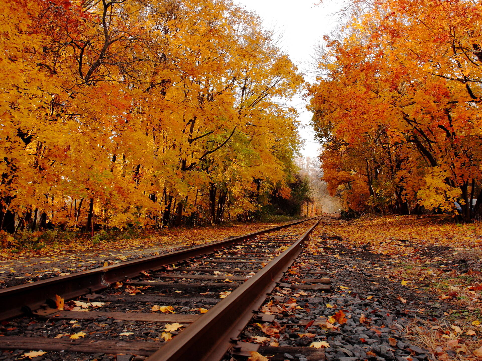 These Are the Best Fall Foliage Train Rides in the U.S.