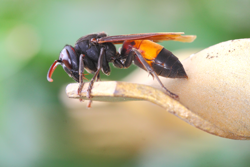 A Load of Killer Asian Hornets have been Spotted Just Outside London
