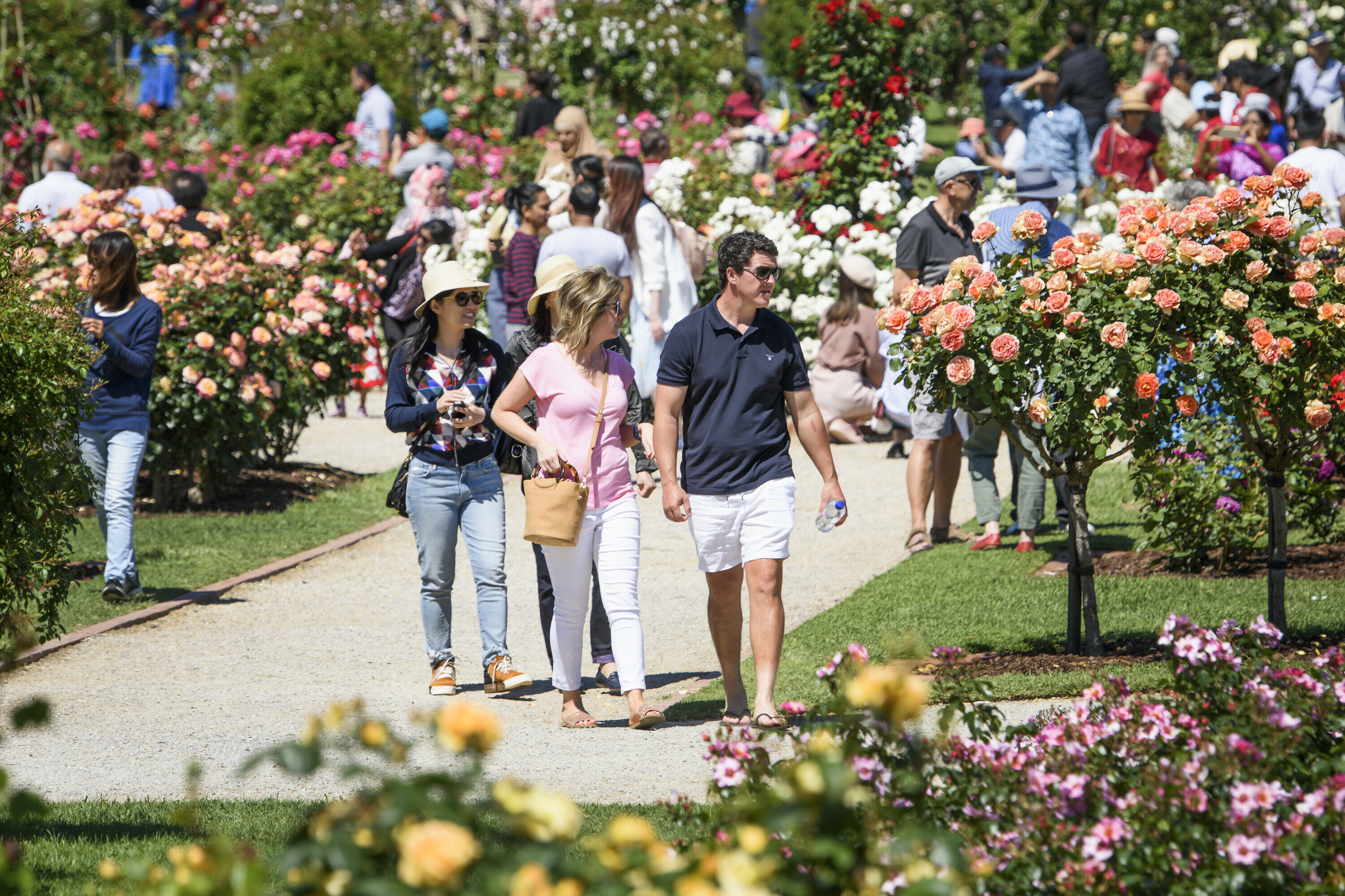 7 News Melbourne Flower Show Competition | Best Flower Site