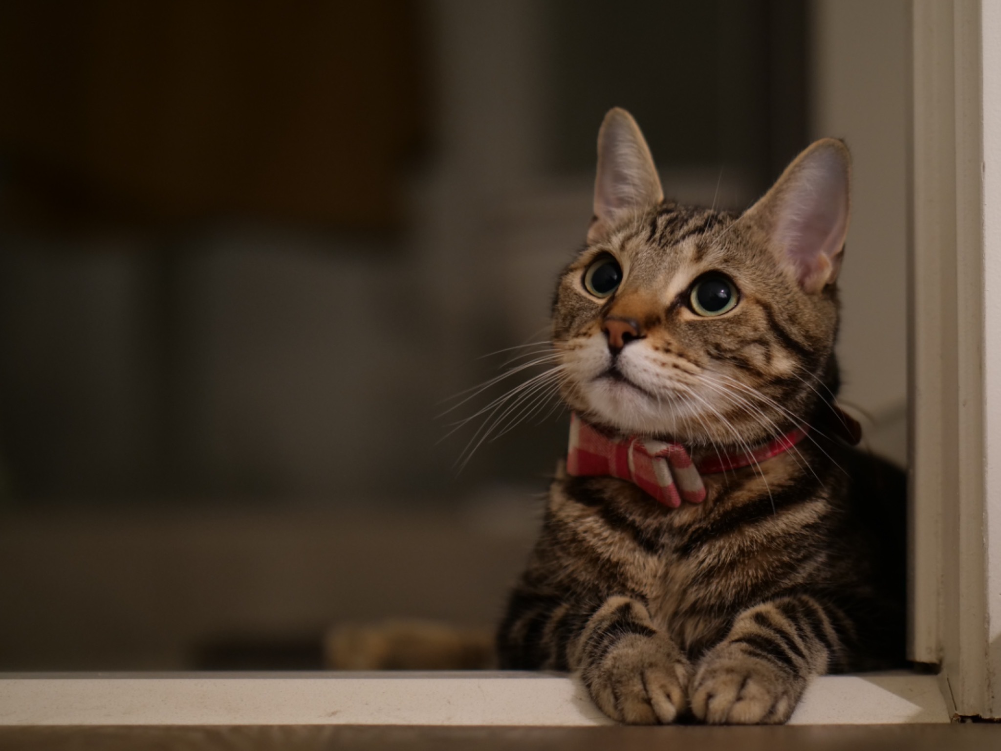 Expo Vive Gatito 2022