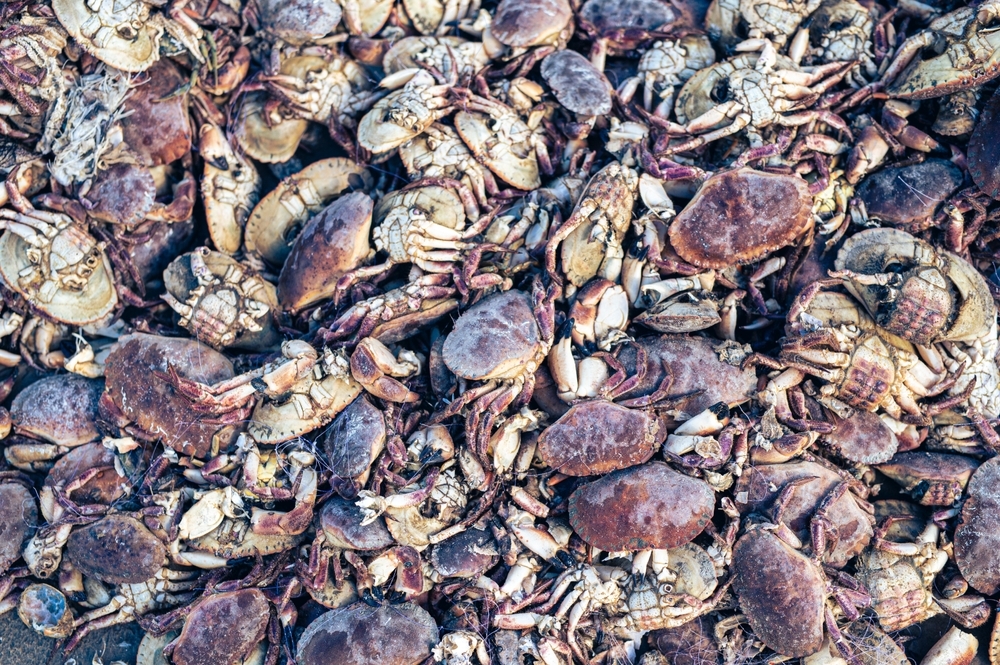 Why are Loads of Crabs and Lobsters Washing up Dead on our Shores?