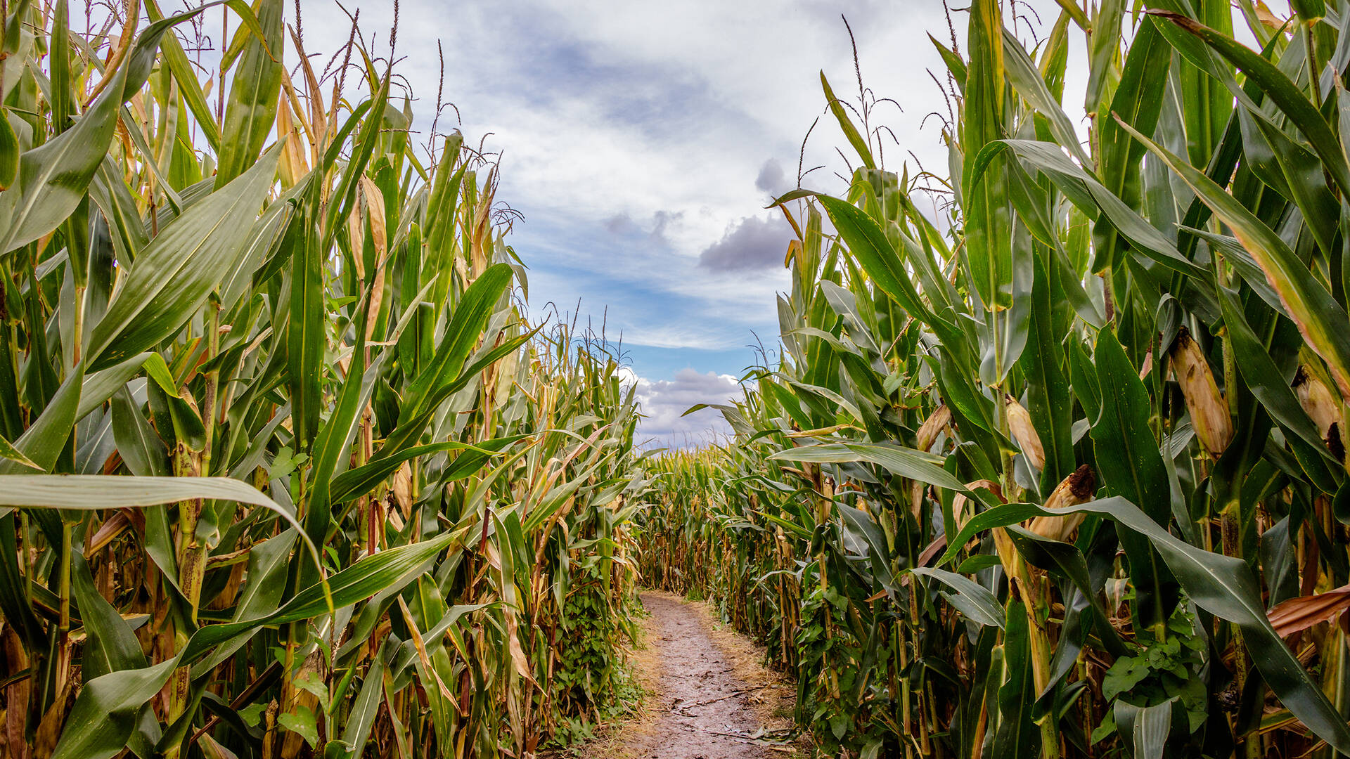 World’s Largest Corn Maze has a Jurassic Park Theme