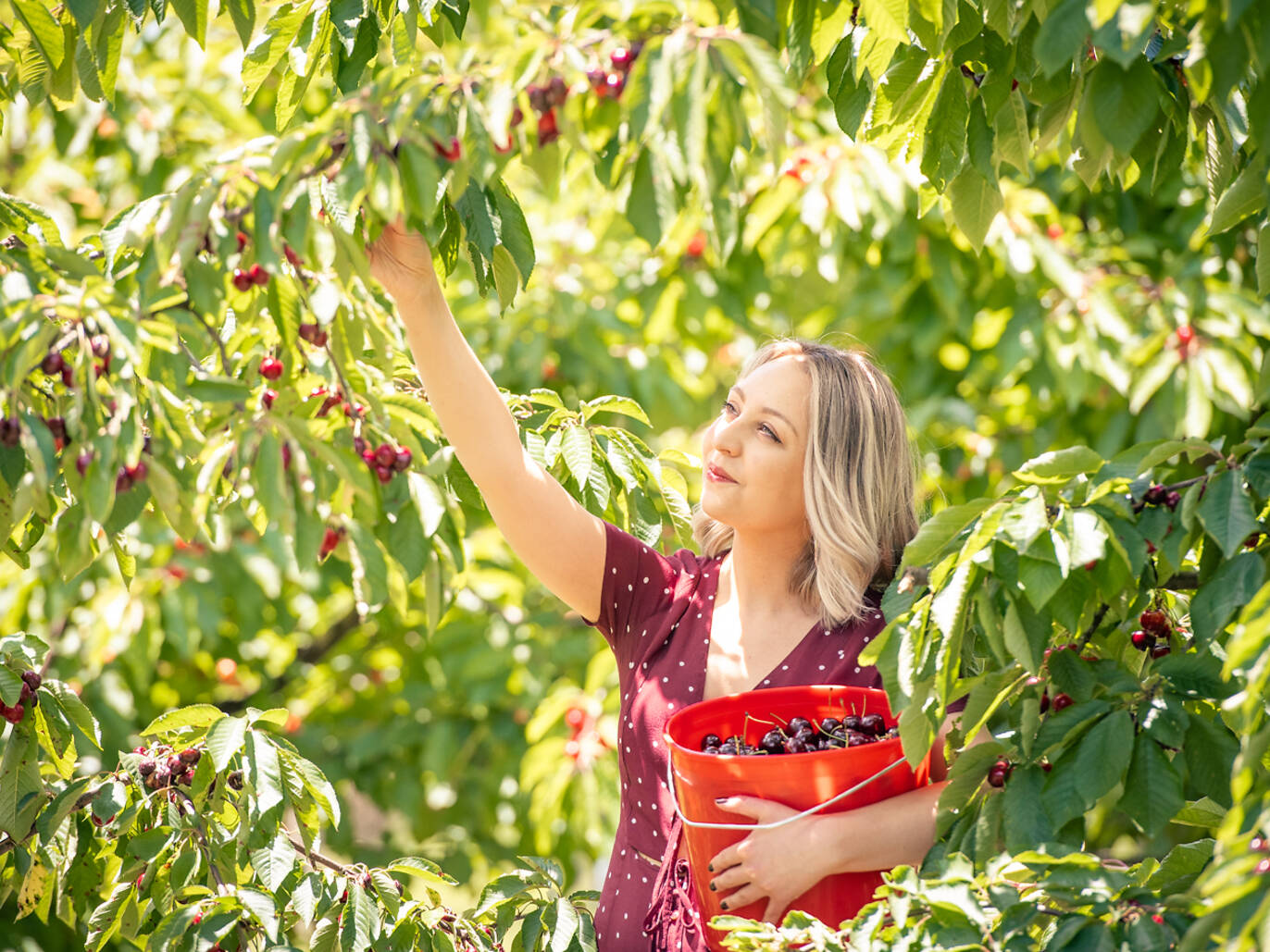 The best places for fruit picking near Melbourne | Pick your own fruit