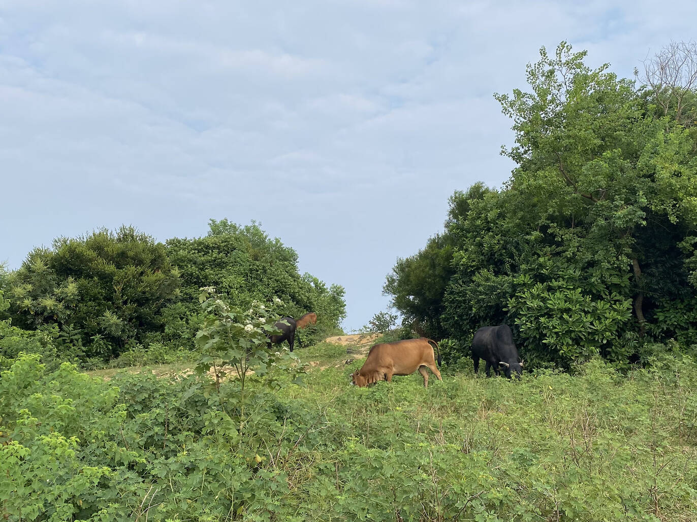 A guide to visiting Tap Mun in Hong Kong