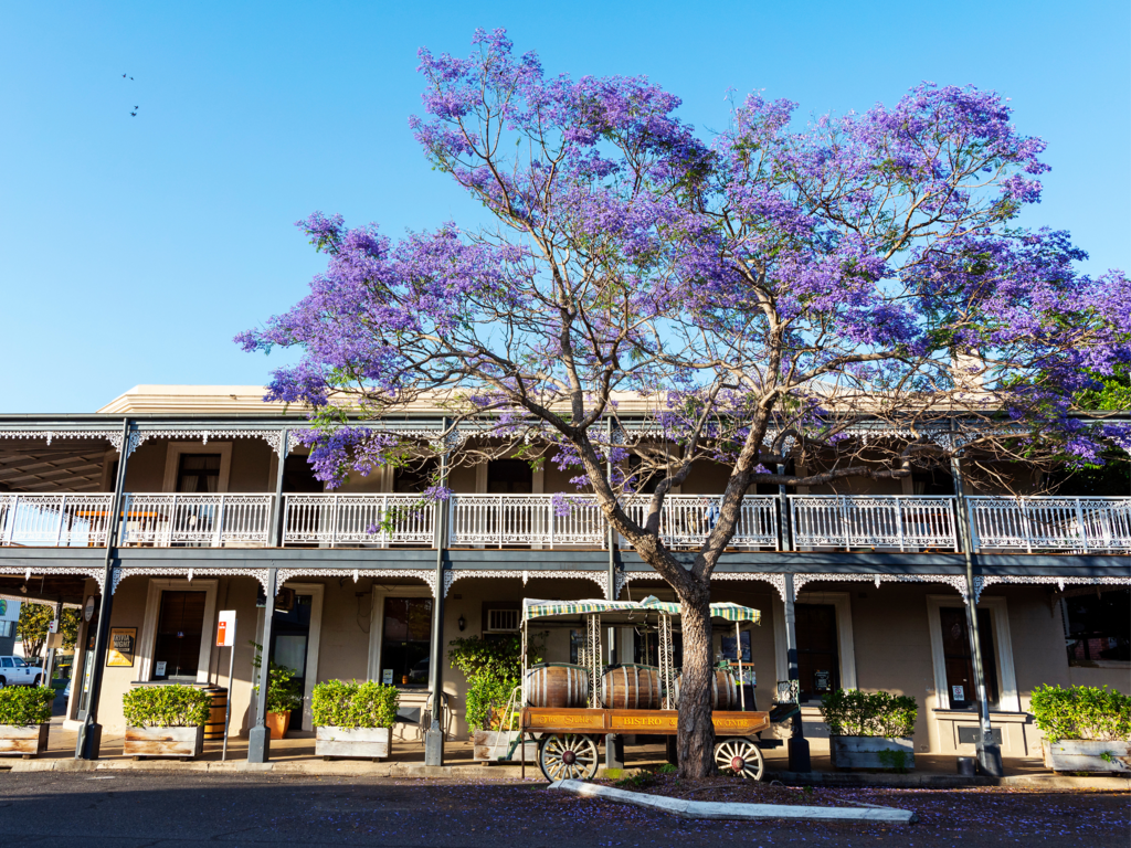 The eight best places to see jacarandas in Sydney and NSW