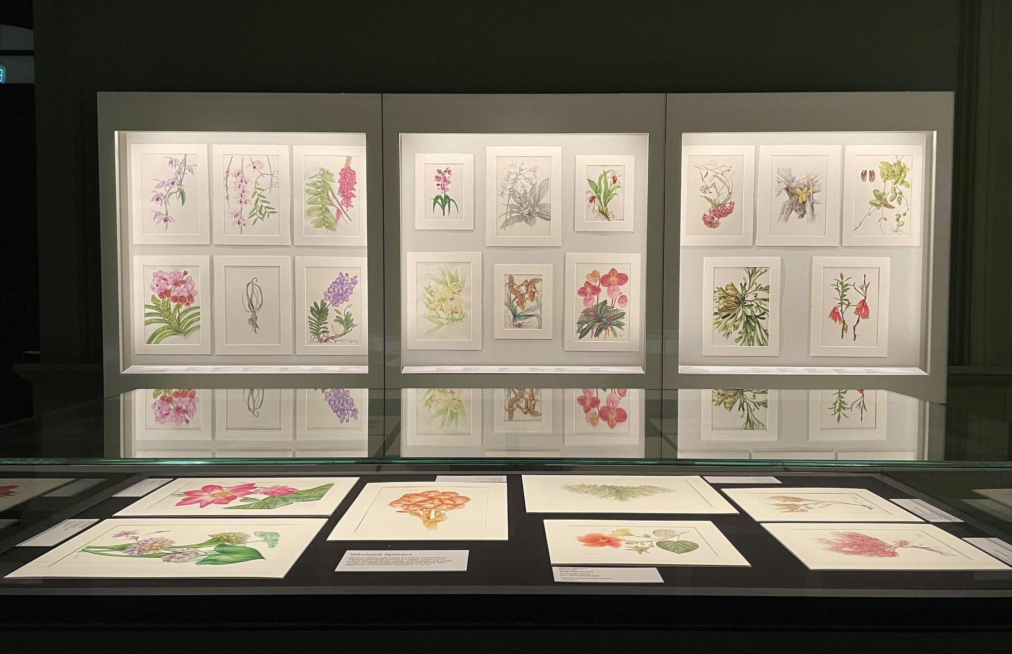 Flora of Southeast Asia | Things to do in Singapore