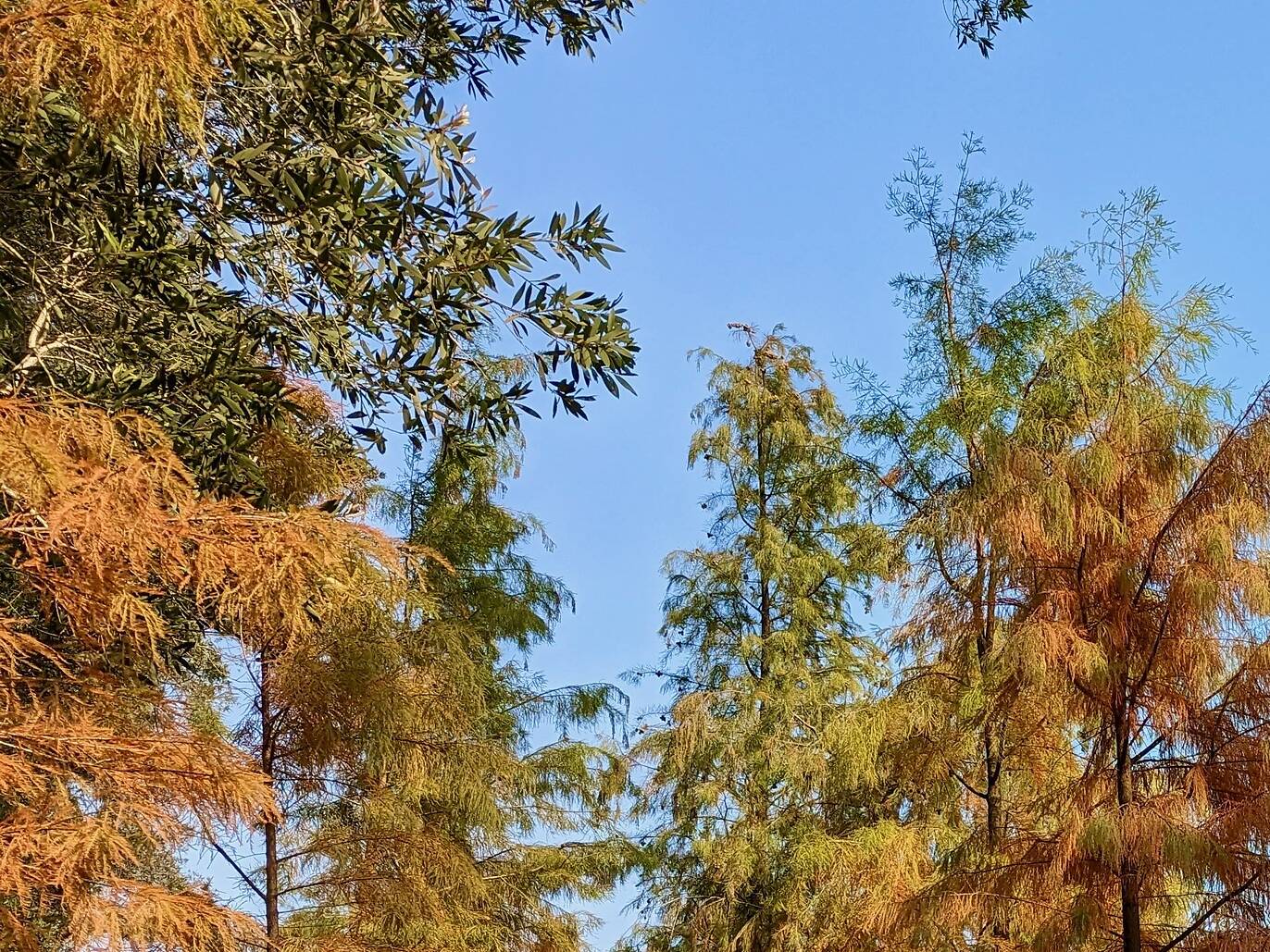 Best places to see autumn leaves in Hong Kong — Time Out