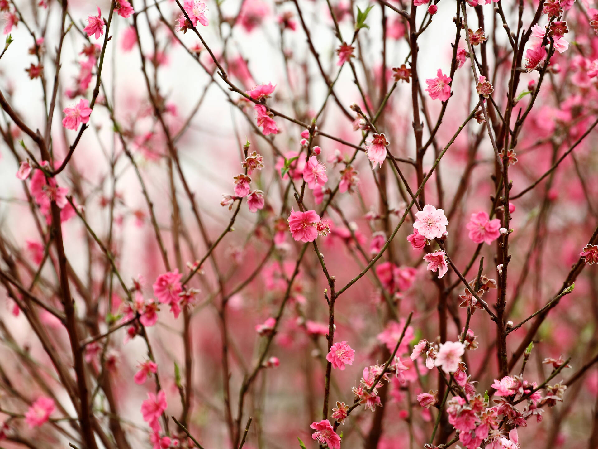 Your Guide To Auspicious Chinese New Year Flowers And Fruits