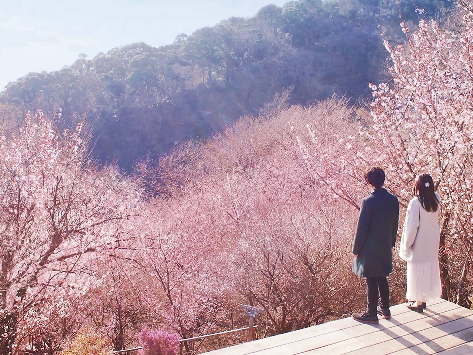 10 best places to see winter cherry blossoms in Japan – outside of Tokyo