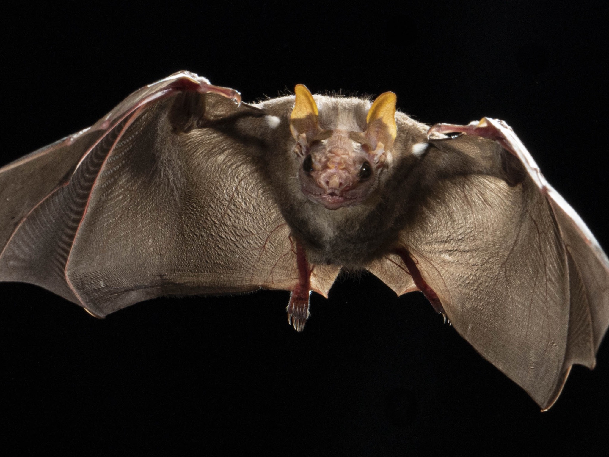 Date una escapada nocturna a la Noche de Murciélagos en los Pinos