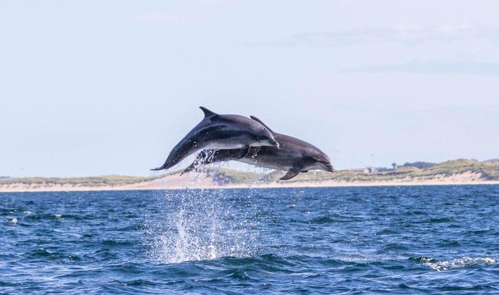 Spectacular ‘Flying’ Dolphins Have Been Spotted off the Yorkshire Coast