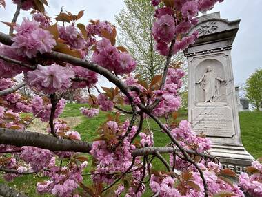 15 Best Places to See Cherry Blossoms in NYC 2025