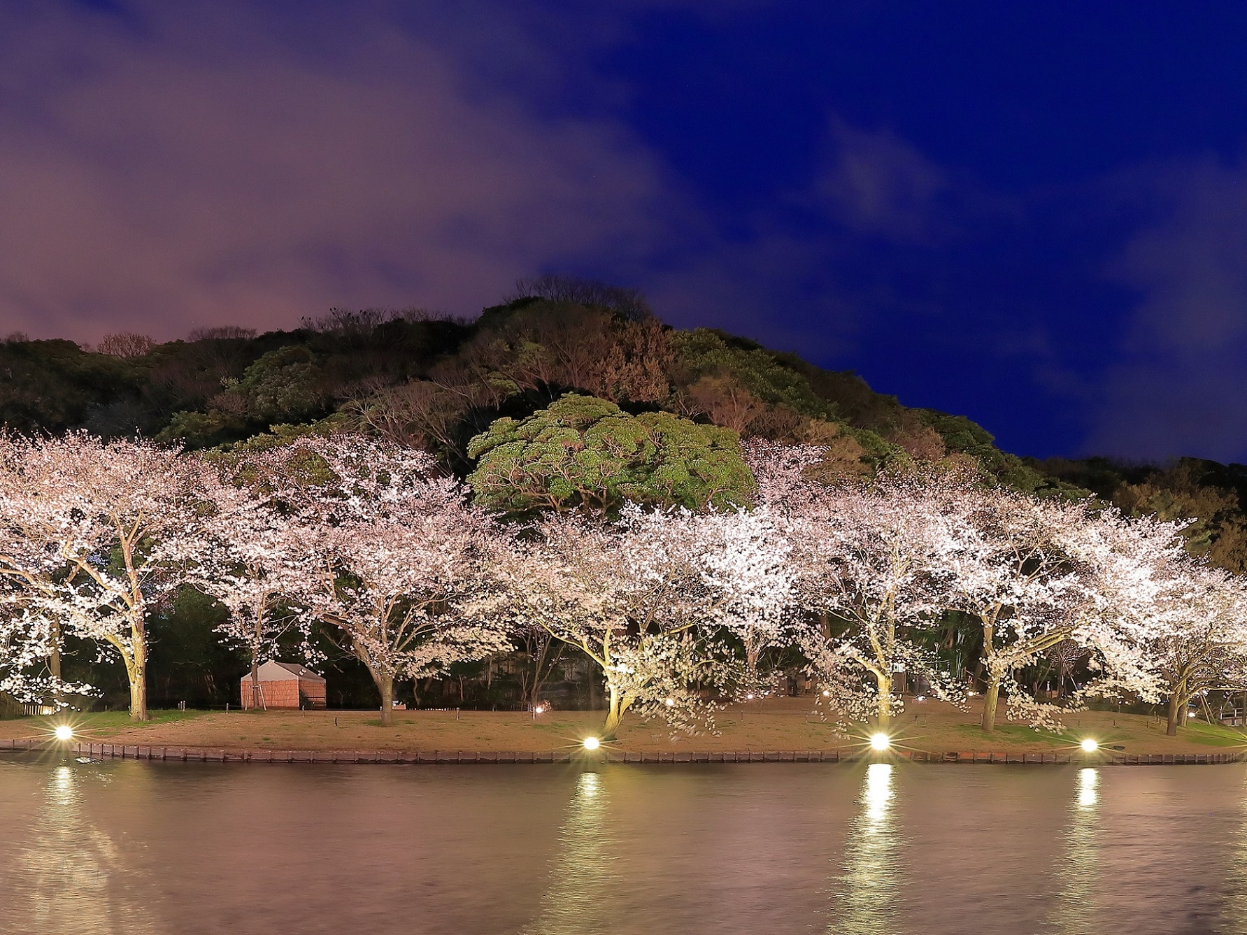 Sakura Light-up at Sankeien | Things to do in Tokyo