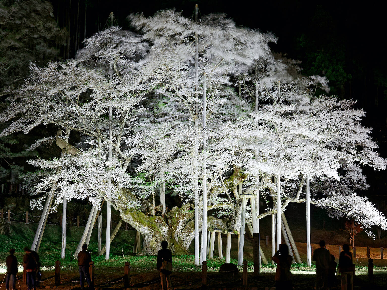 The 6 greatest cherry blossom trees of Japan and where to see them