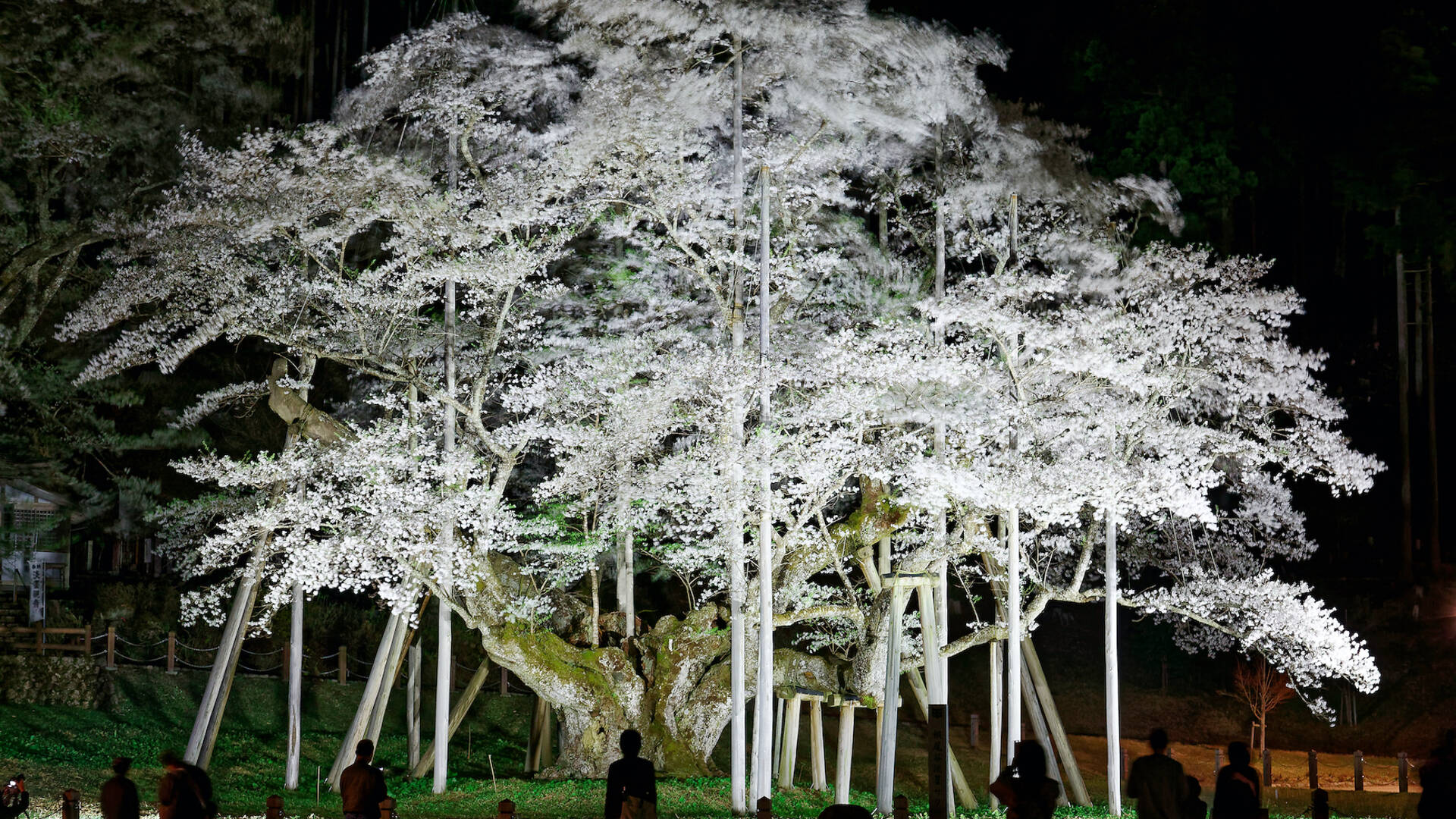 The 6 greatest cherry blossom trees of Japan and where to see them