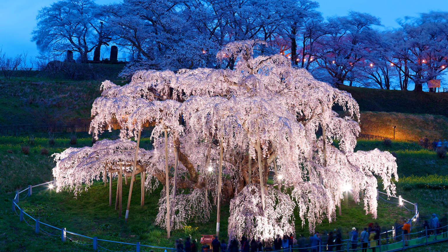 The 6 greatest cherry blossom trees of Japan and where to see them