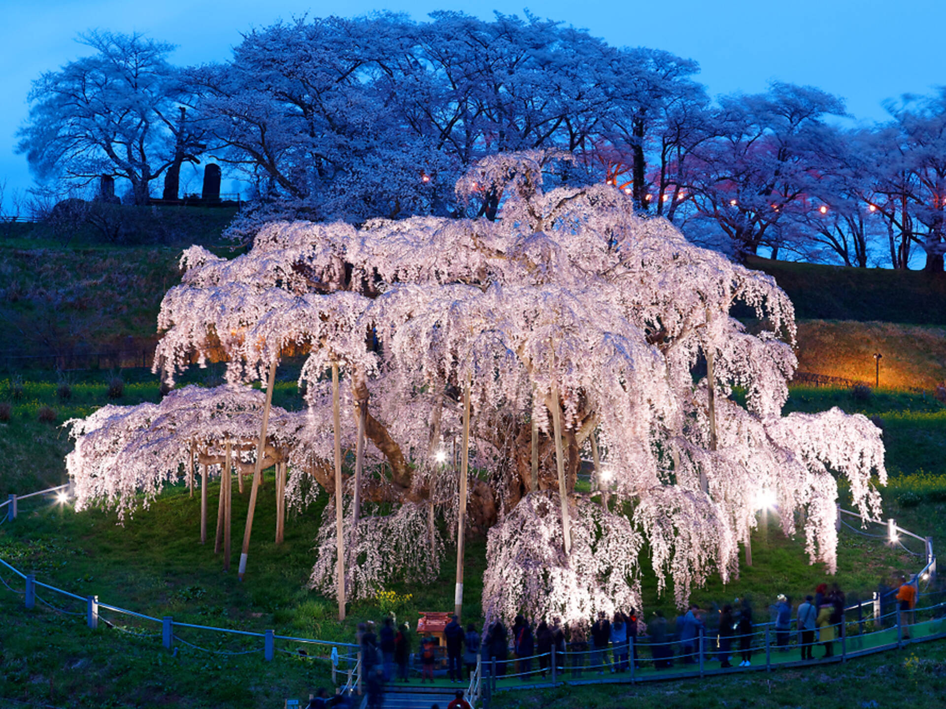 The 6 greatest cherry blossom trees of Japan and where to see them