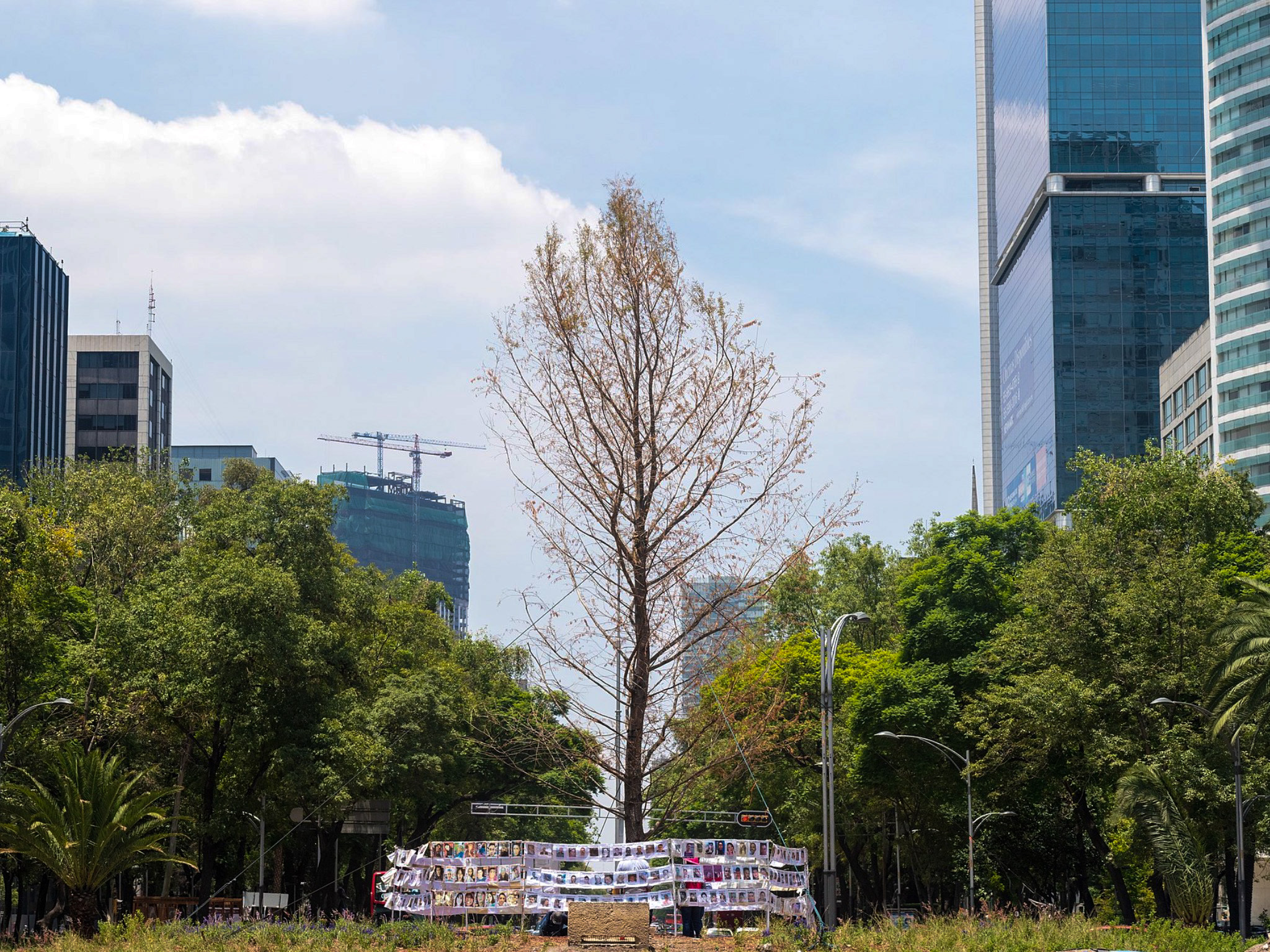 Pronto llegará un nuevo ahuehuete a Paseo de la Reforma